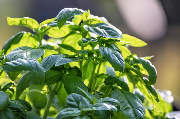 How to Cut Basil From a Plant — This Gardening Technique Guarantees an ...