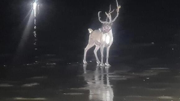 Runaway reindeer sparks huge emergency operation - NewsBreak