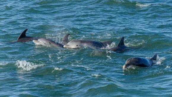 What U.S. Marine Biologists Are Learning From Dolphin Pods - NewsBreak