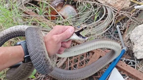 Behind the Milky Eye: The Biological Vulnerability of a 2.5-Meter Black ...
