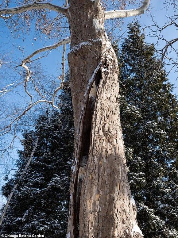 Americans in six US states warned of 'exploding trees' as subzero cold ...