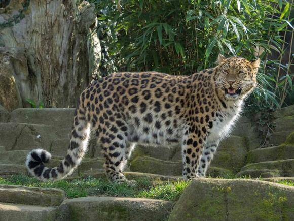 A Leopard With Golden Fur Was Seen for the First Time in a Century ...