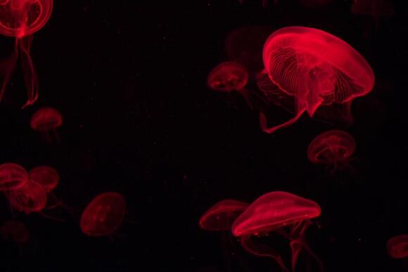 How a Fisherman’s Shocking Discovery Led to a Scientific Breakthrough ...