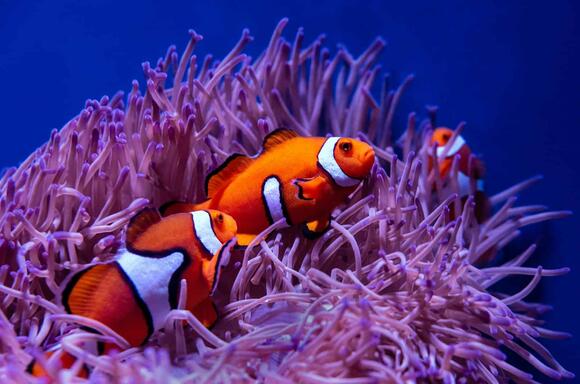 Why Coral Reefs Are Dying and What’s Being Done to Stop It - NewsBreak