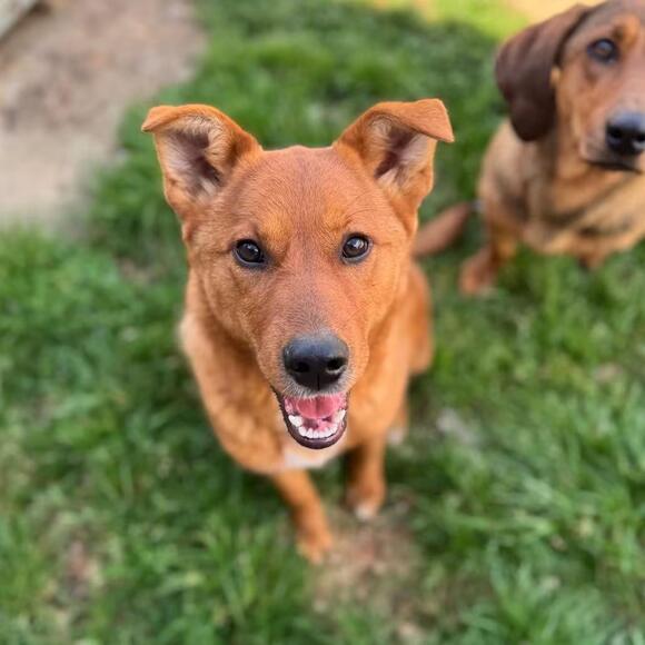 🐶 Playful, Loyal & Loving Dogs Ready for Adoption in Huntsville - NewsBreak