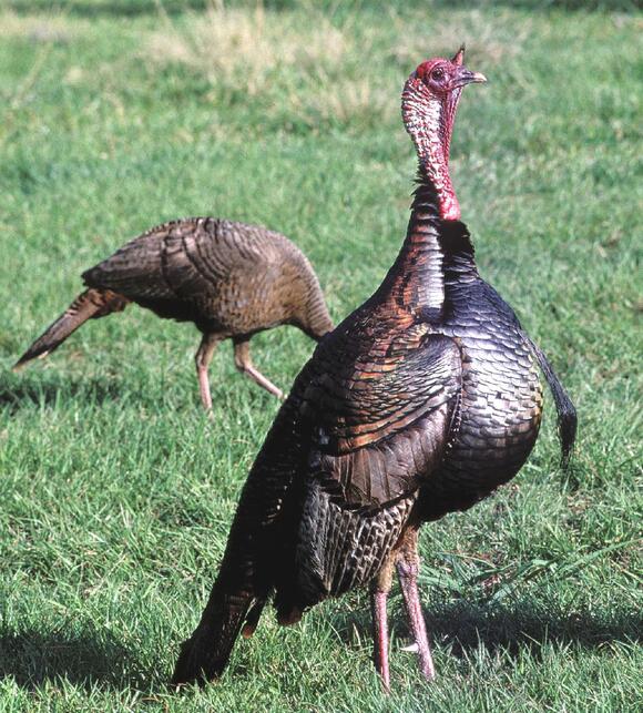 FWC: Faked turkey hunts draw fraud charges - NewsBreak