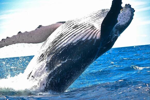 12 Super-Sized Animals That Are Bigger Than You Think - NewsBreak