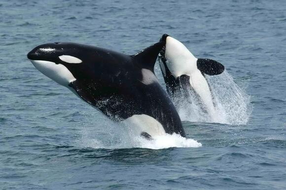 10 Orca Quirks That Will Make You Forget the Boat Attacks - NewsBreak