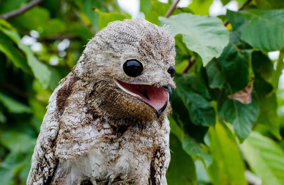 8 Birds With Calls So Strange You’ll Think They’re Not Real - NewsBreak