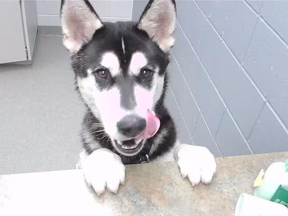 🐶 Playful, Gentle & Loyal Dogs Ready for Adoption in Omaha - NewsBreak