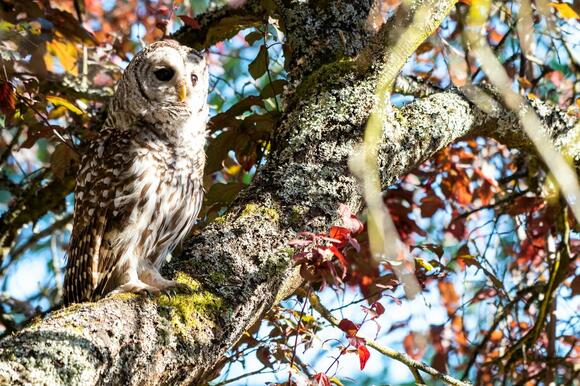 The Debate Over Rewilding: Can We Safely Reintroduce Extinct Animals to ...