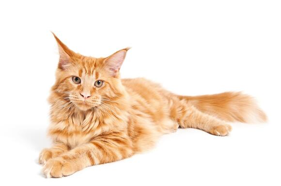 Adorable Maine Coon Kitten 'Making Biscuits' on His Bed Is the Best ...