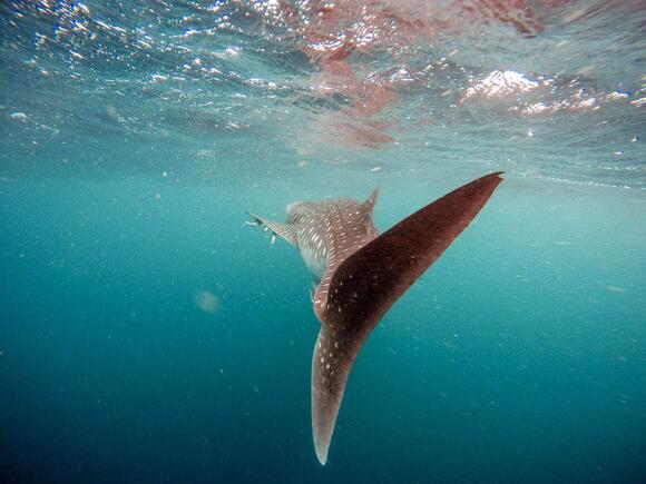 Best Places to Dive with Whale Sharks – Guaranteed - NewsBreak