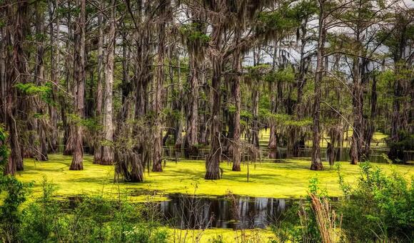 11 US States With the Highest Number of Native Tree Species - NewsBreak