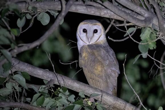 15 Unusual Predators That Hunt in Complete Darkness - NewsBreak