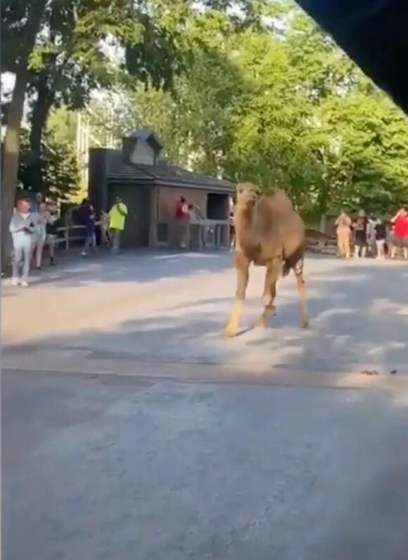 Camels escape enclosure at Cedar Point amusement park causing patrons ...