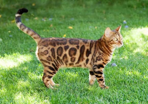 Meet 10 Cat Breeds That Make Great Home Guardians - NewsBreak