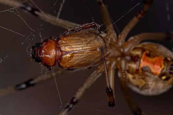 The Most Dangerous Spiders You'll Find in Texas - NewsBreak