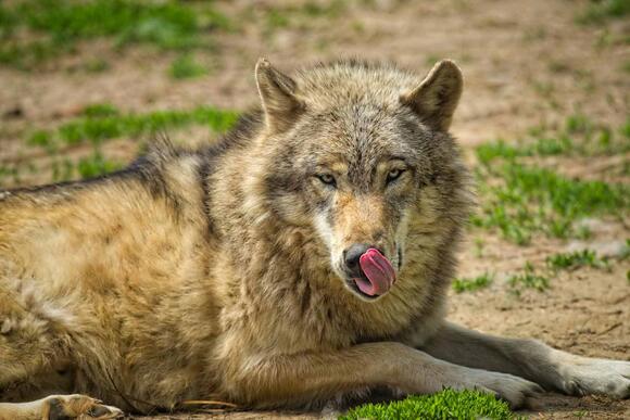 Meet the World’s Largest Wolf Ever Recorded – Its Size is Unreal ...