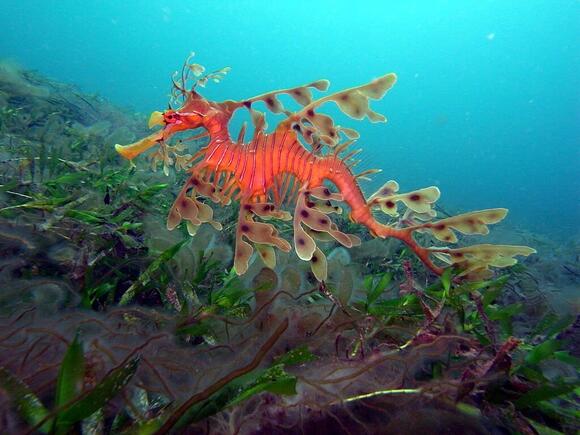What Makes the Leafy Sea Dragon a Master of Disguise - NewsBreak