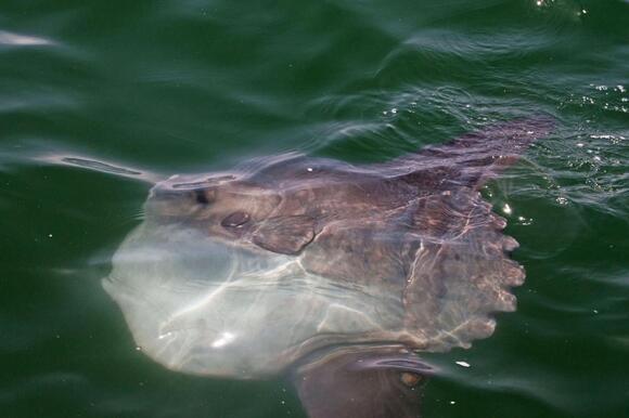 The Fish That Forgot Its Tail: Why Sunfish Look Like a Mistake - NewsBreak
