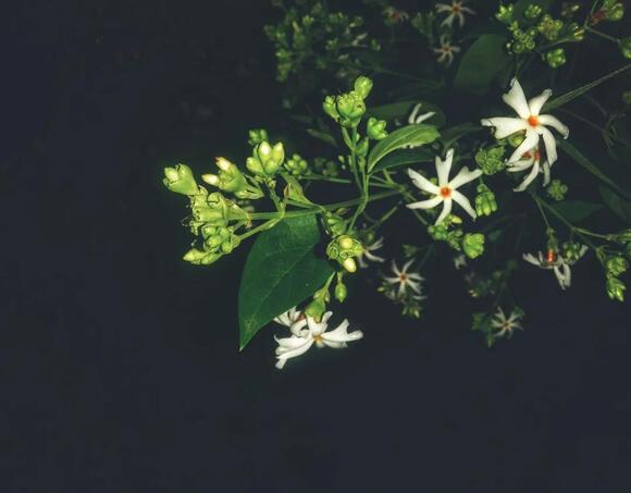 6 Fragrant Night-Blooming Plants That Will Transform Your Evening ...