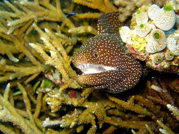 How the Moray Eel Hunts With a Second Set of Jaws - NewsBreak