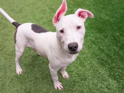 🐶 Playful, Gentle & Loyal Dogs Ready for Adoption in Burlingame - NewsBreak