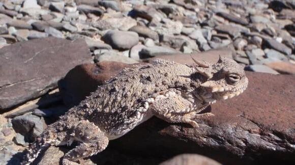 This Lizard Shoots Blood From Its Eyes - NewsBreak