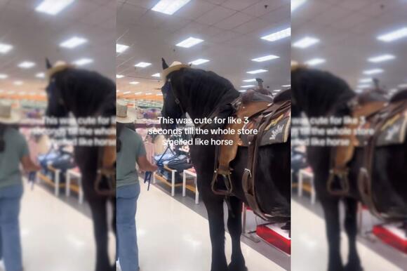 Viral Video Shows Horse Strolling Through Dallas Target - NewsBreak