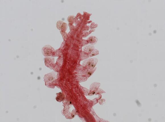 The Deep Sea’s Brightest Glow-in-the-Dark Creature Is a Living Light ...