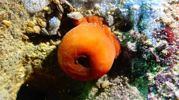 Why Sea Anemones Are Both Deadly and Beautiful - NewsBreak