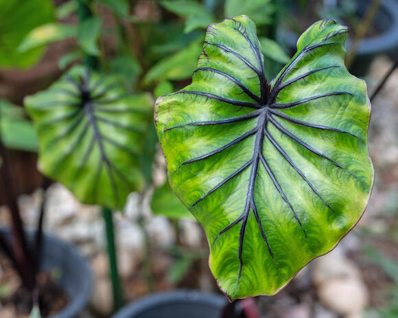 Houseplants With Big Leaves Are a Huge Trend Right Now – Here Are the 7 ...
