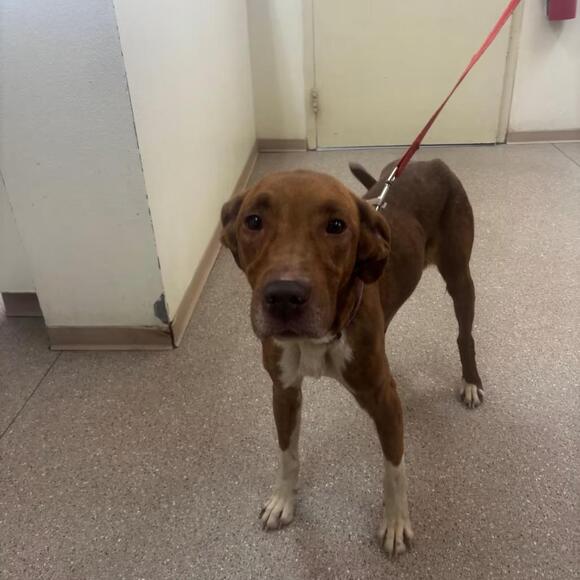🐶 Loyal, Gentle & Playful Dogs Ready for Adoption in Fallon - NewsBreak