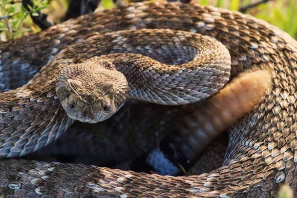 10 Snakes You Should Be Aware of in the US (and 4 You Don’t) - NewsBreak
