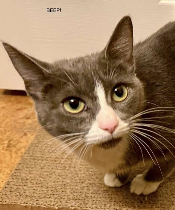Cat adoption event at PetSmart McDonough - NewsBreak