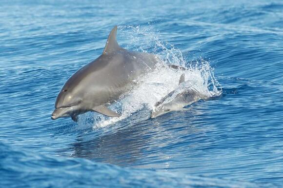 The Way Dolphins Play With Bubbles Will Melt You - NewsBreak