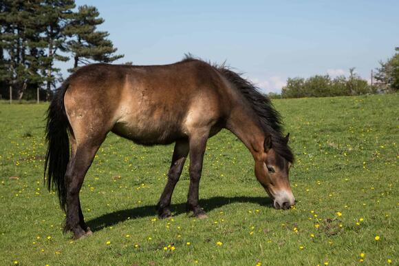 12 Horse Breeds That Thrive in Harsh Weather Conditions - NewsBreak