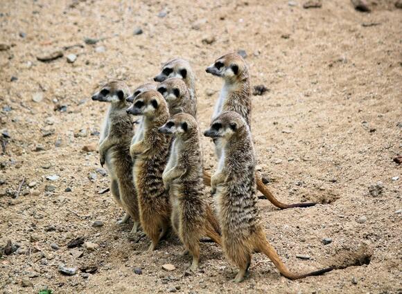 30 Animals That Exhibit Unbelievable Forms of Cooperation and Altruism ...