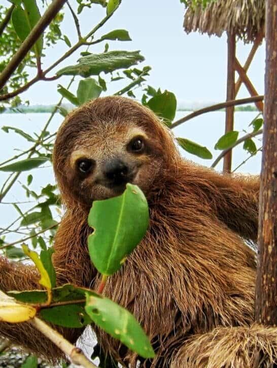12 Things You Did Not Know About the Sloth Digestive System - NewsBreak