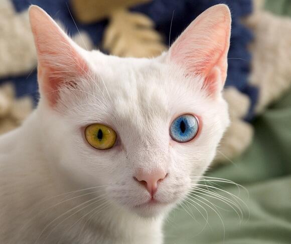 12 Cat Breeds With Stunning Eye Colors - NewsBreak