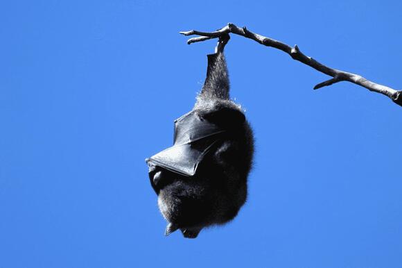 Top 20 States With The Most Bat Species - NewsBreak