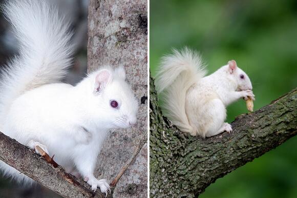 More Than a Myth: The Magic Behind Arkansas’s Rare White Squirrels ...