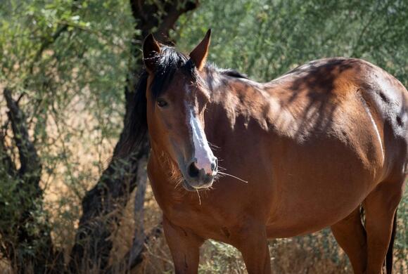 ‘Rare,’ deadly equine virus spreads in NY — and can jump to humans via ...
