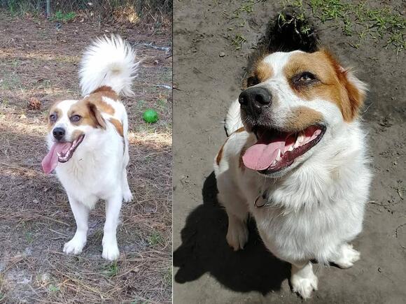 A Young Australian Shepherd Mix Pup Seeks Foster Home After Placement ...