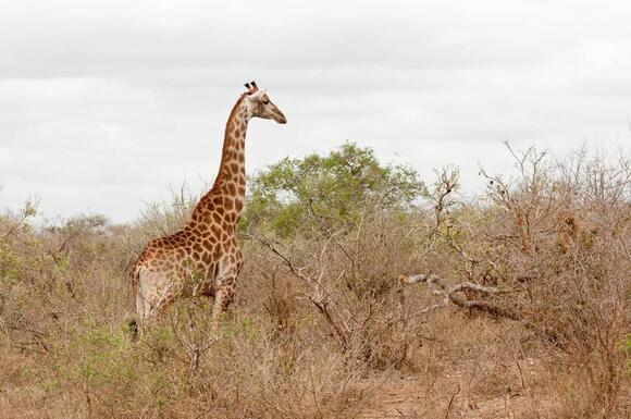 The Ultimate Height Challenge Between LeBron James and a Giraffe ...