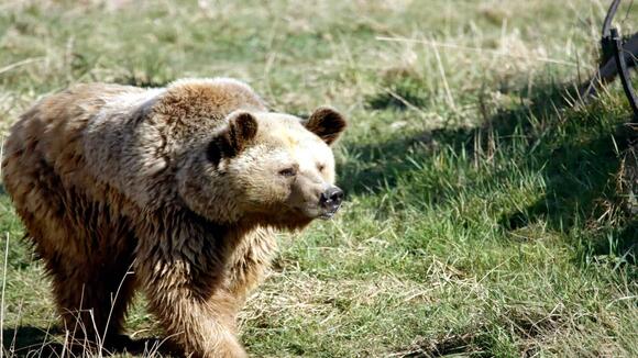 Top 10 Strongest Animals in the World by Strength - NewsBreak