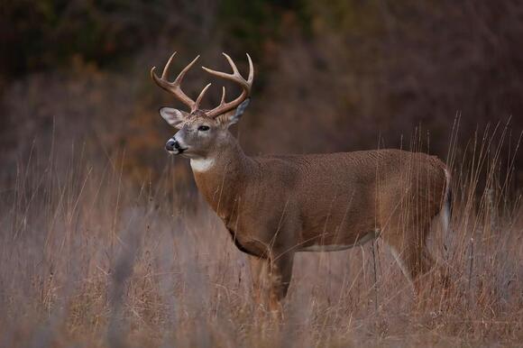 9 Major Predators of White-Tailed Deer and How They Hunt - NewsBreak