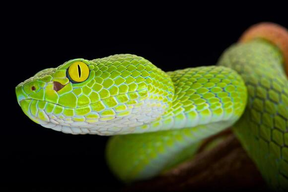 Discover Green Tree Viper Bite - NewsBreak