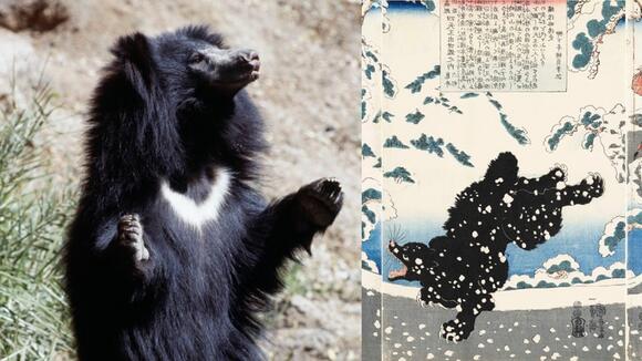 Japan Now Has a Bear Meat Vending Machine, More Could Follow - NewsBreak
